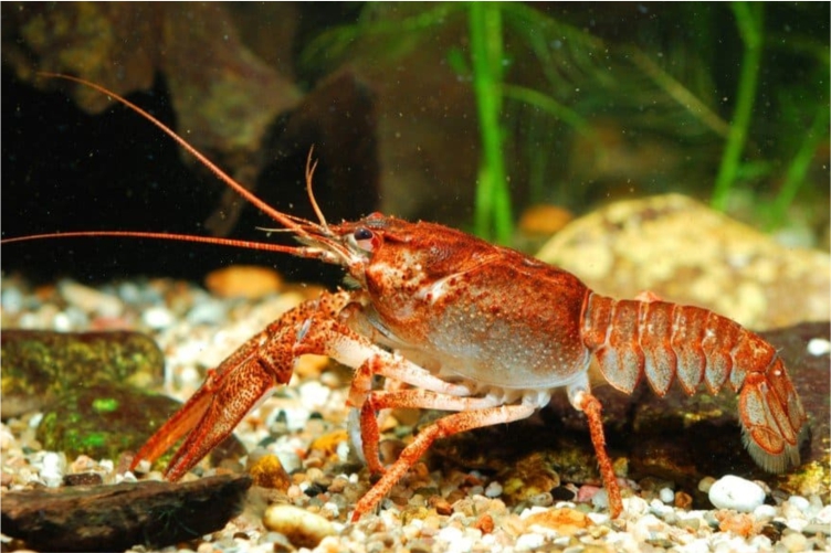 Elfra Marine & Tropical Fisheries Limited